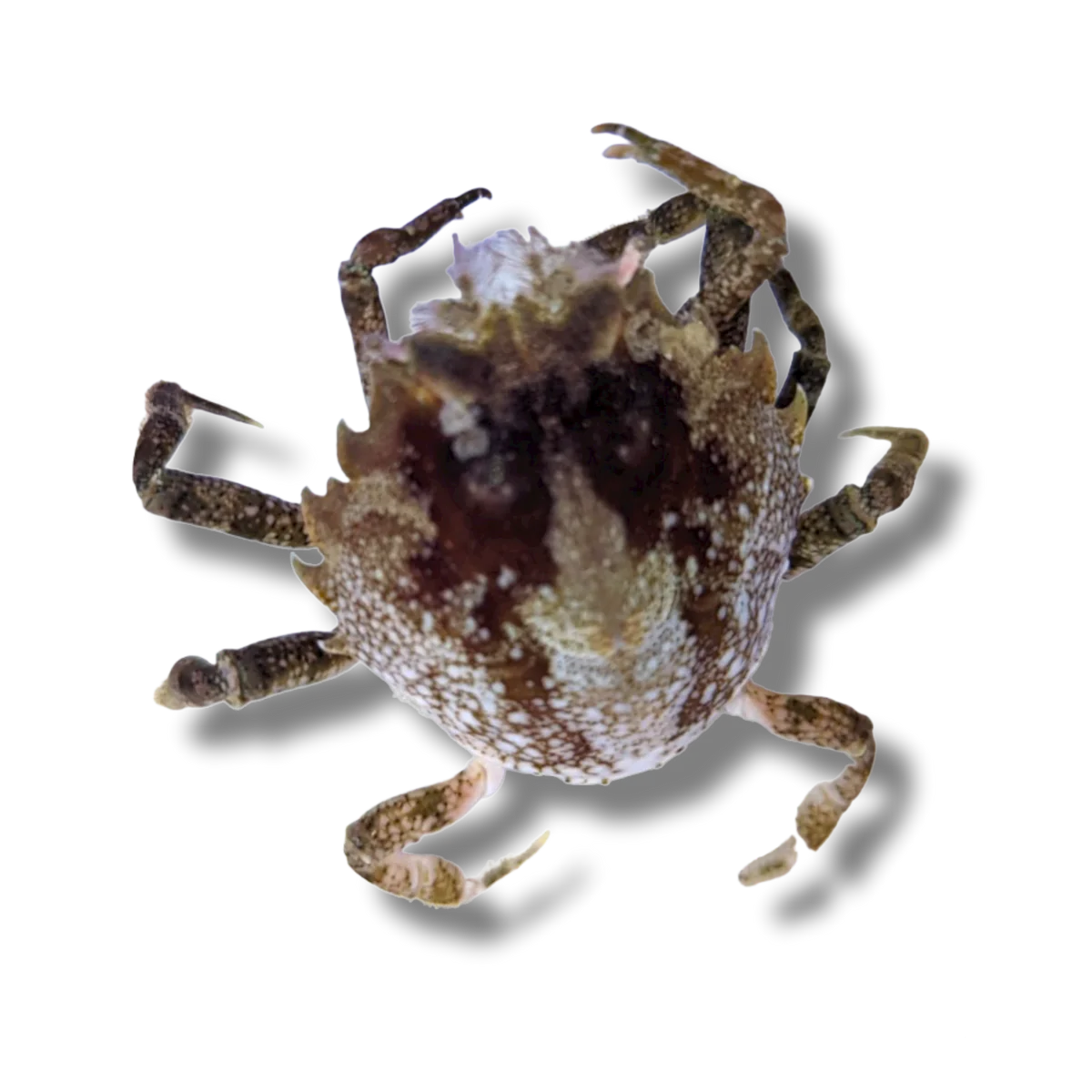 Pitho Crab – Total Aquatics Inc.