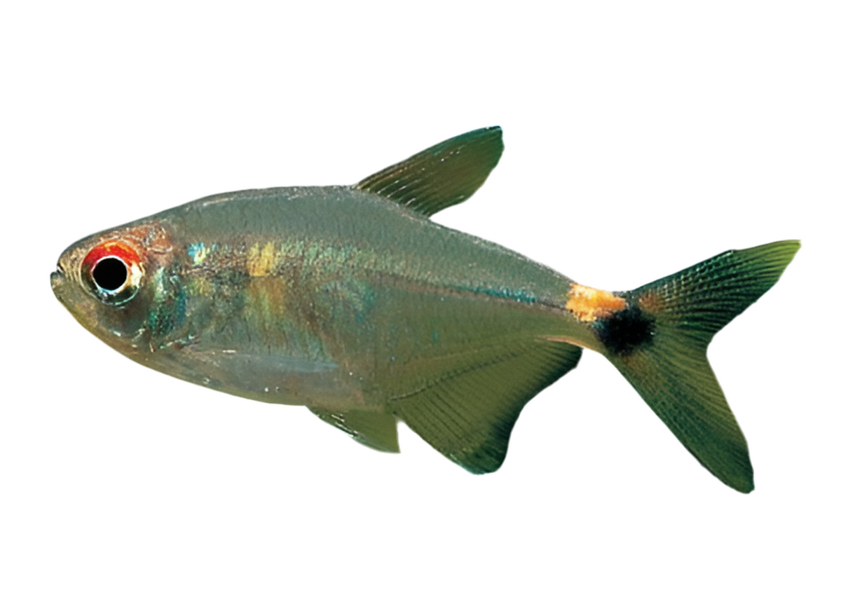 Head and Tail Light Tetra – Total Aquatics Inc.