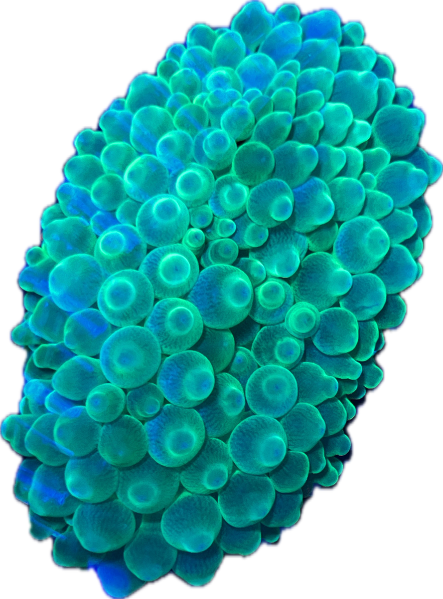 Green BTA Anemone – Total Aquatics Inc.