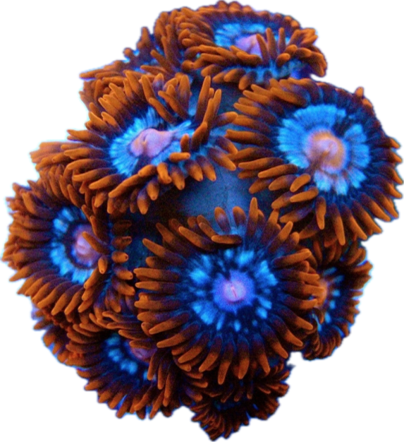Fire🔥 & Ice 🧊 Zoa – Total Aquatics Inc.