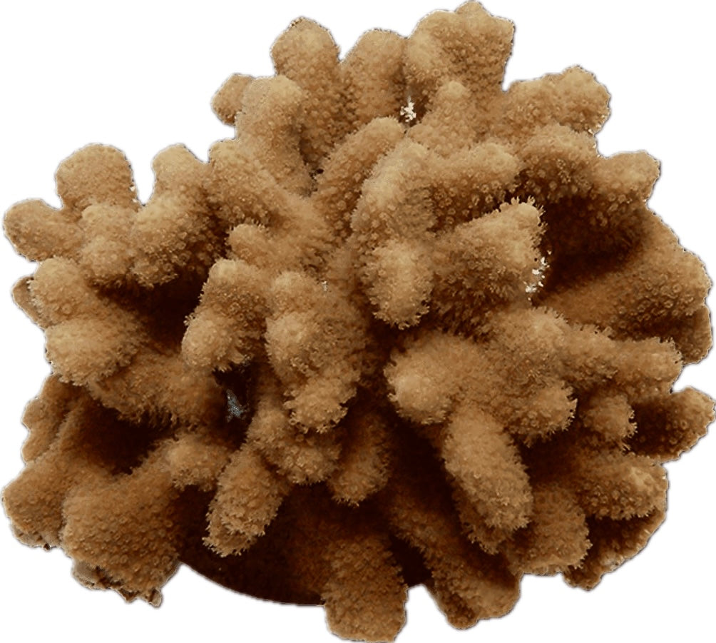 Porites Coral Frag (SPS) – Total Aquatics Inc.