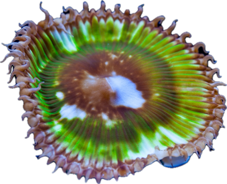 Green Palythoa grandis (per head) – Total Aquatics Inc.