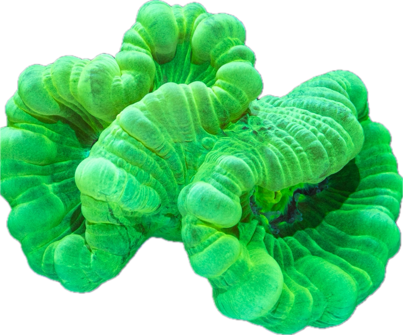 Mint Green Trumpet Corals (per head) – Total Aquatics Inc.