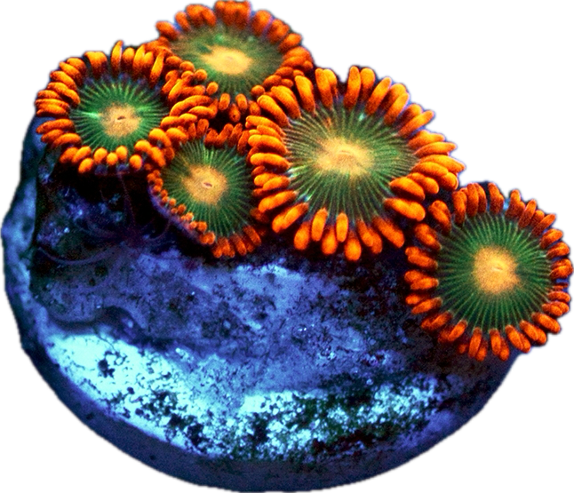 Gatorade Zoa – Total Aquatics Inc.
