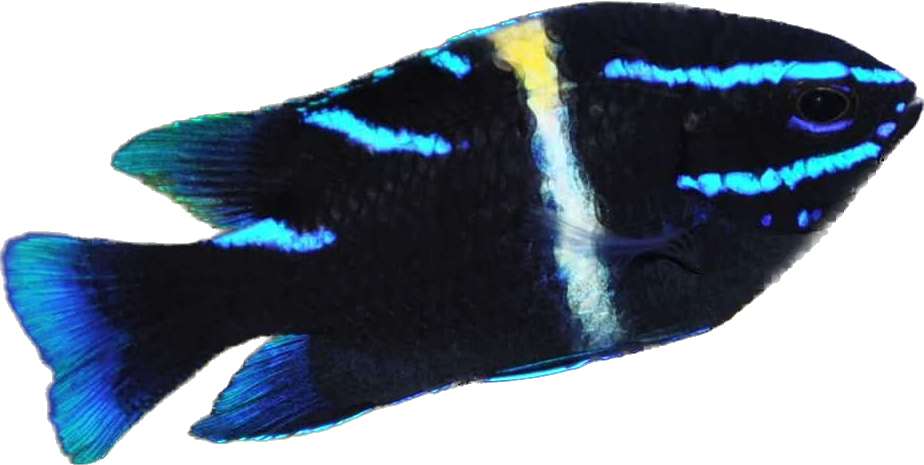 TOTAL AQUATICS INC. – Total Aquatics Inc.