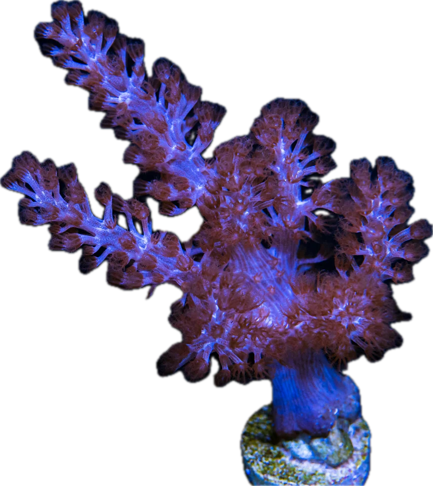 Avatar Kenya Tree Leather Coral – Total Aquatics Inc.