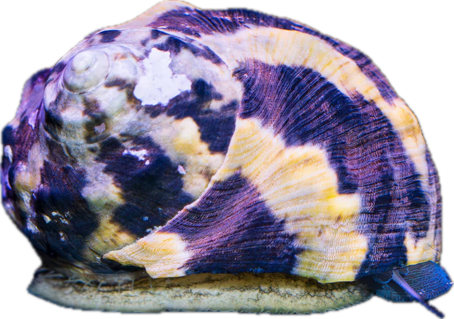 Zebra Turbo Snail – Total Aquatics Inc.