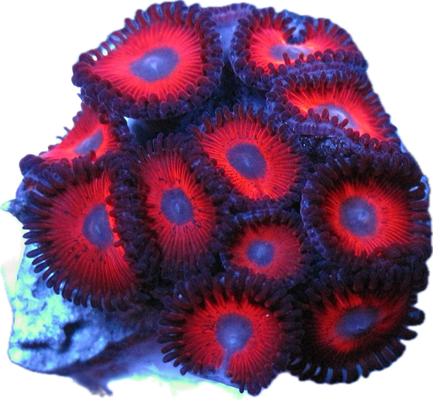Red & Blue Zoa – Total Aquatics Inc.