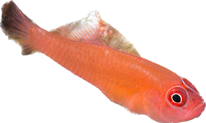 Ring-eye Pygmy Goby (arrived Nov 27) – Total Aquatics Inc.