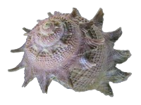 Ninja Star Snail – Total Aquatics Inc.