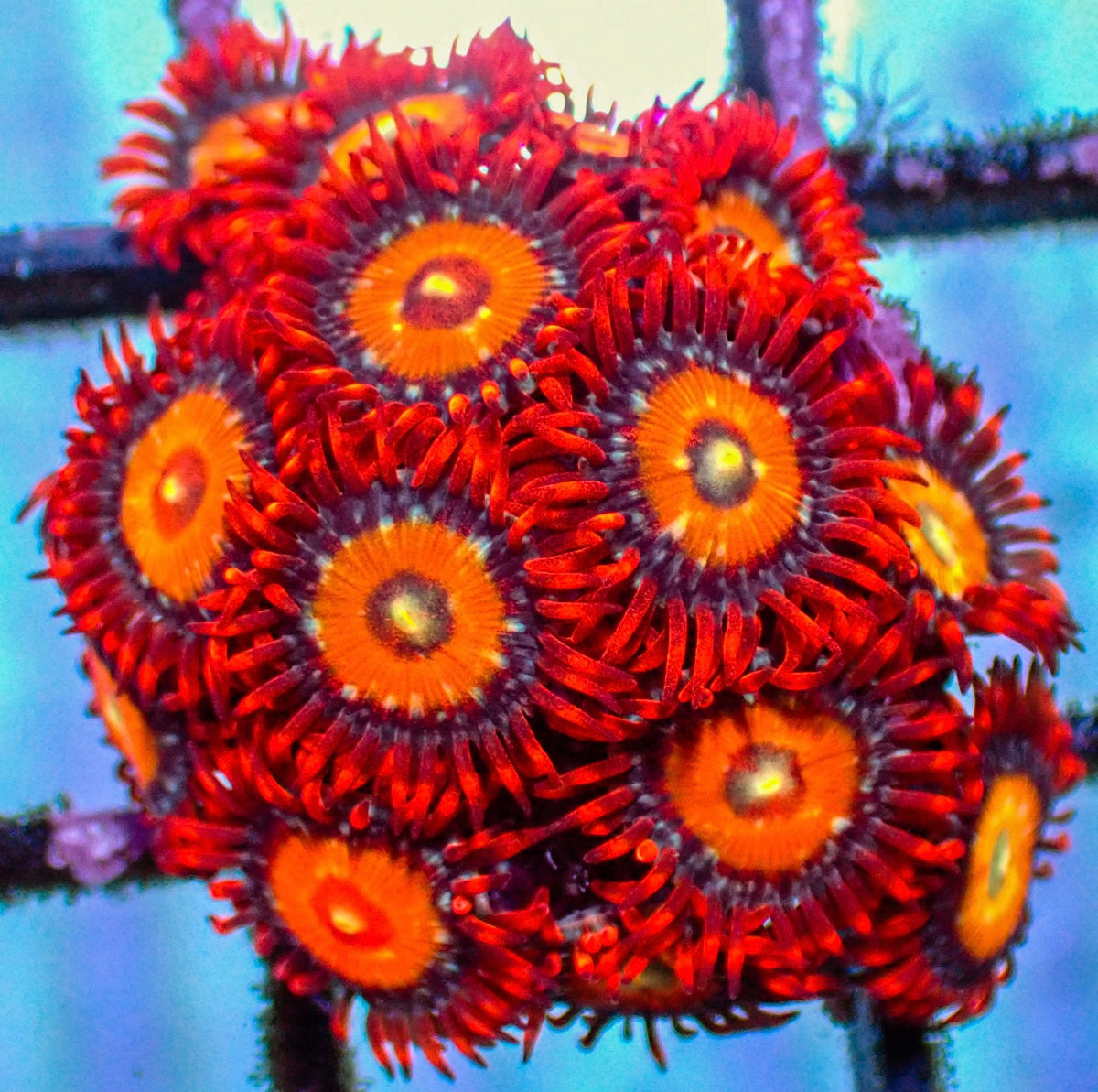 55 Piece Frags Pack – Total Aquatics Inc.