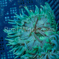 LTA - Great Colour – Total Aquatics Inc.