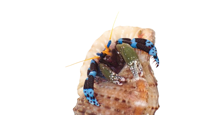 Electric Blue Knuckle Hermit Crab – Total Aquatics Inc.