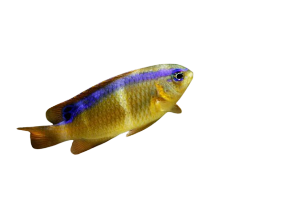 Rock Damsel – Total Aquatics Inc.