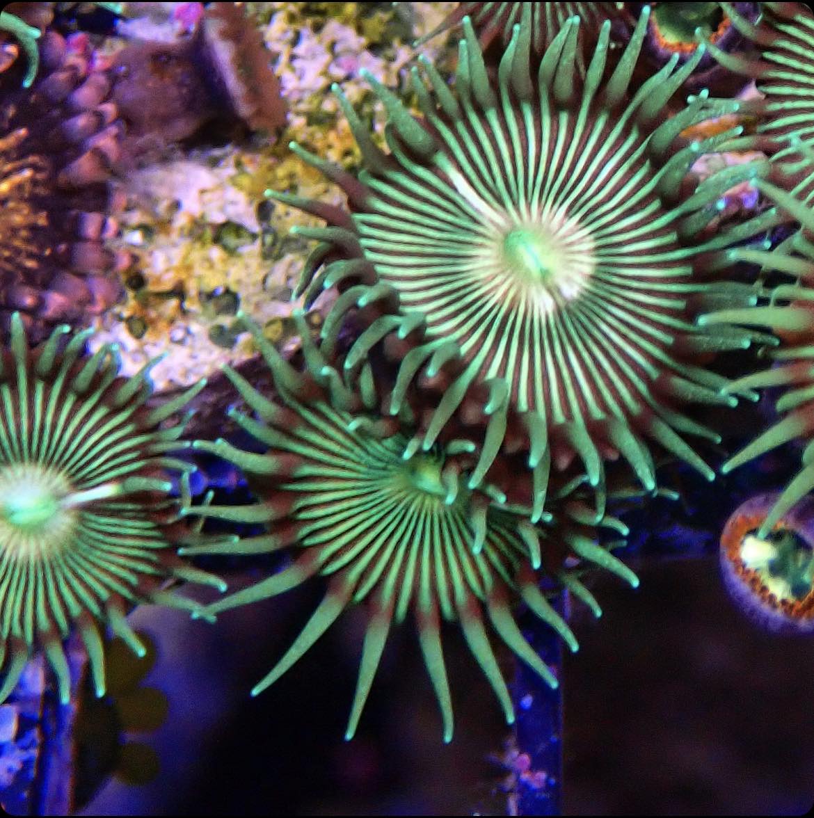 Green button Palythoa (pre-order) – Total Aquatics Inc.