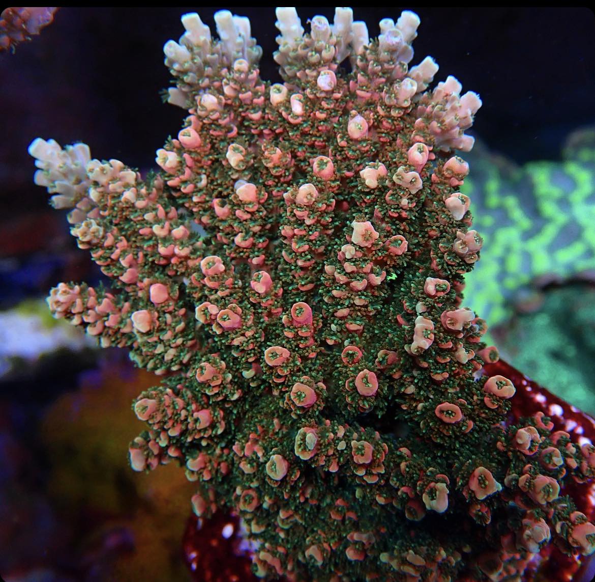 WMF Jimmy Bean Acropora (pre-order) – Total Aquatics Inc.