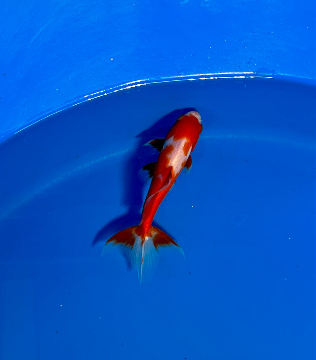 Wakin Goldfish #16 WYSIWYG – Total Aquatics Inc.