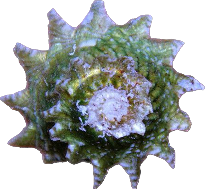 Ninja Star Snail (Astraea phoebia) – Total Aquatics Inc.