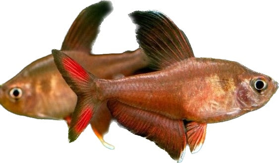 Rosey Fin Tetra – Total Aquatics Inc.