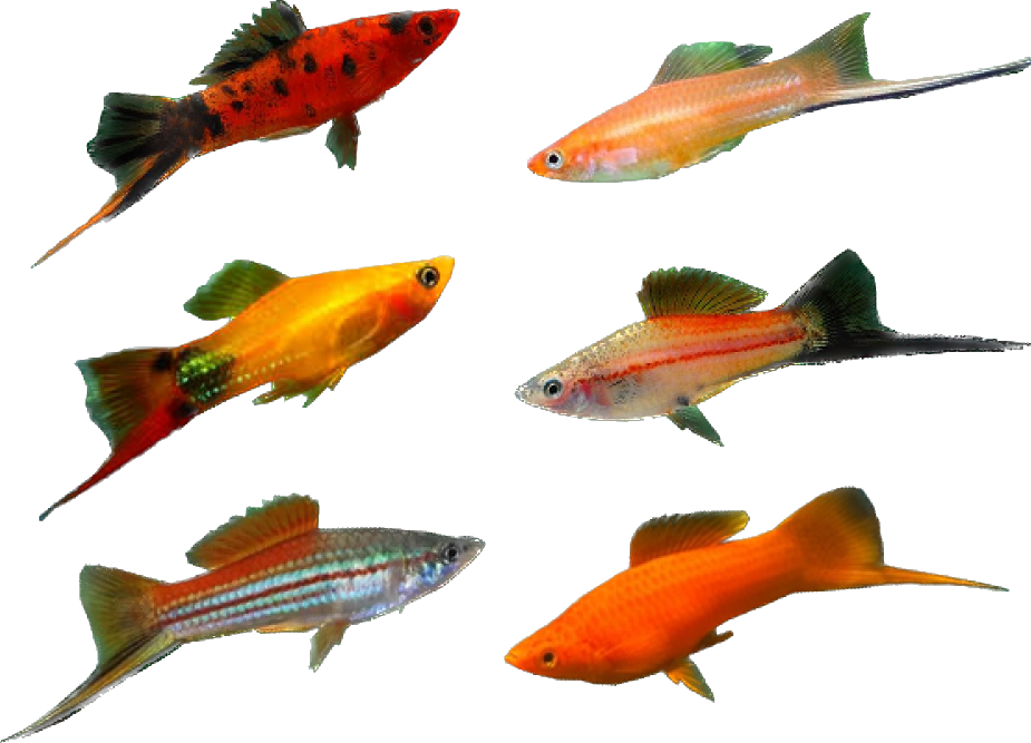 Assorted Swordtails (Each) – Total Aquatics Inc.