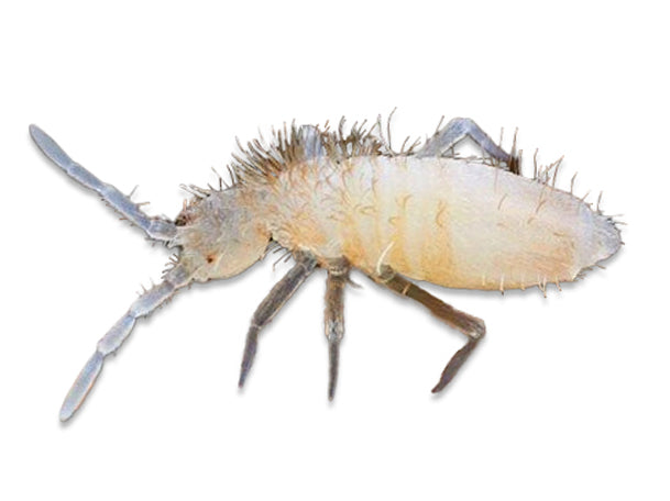 Springtail Culture (Pre-Order) – Total Aquatics Inc.