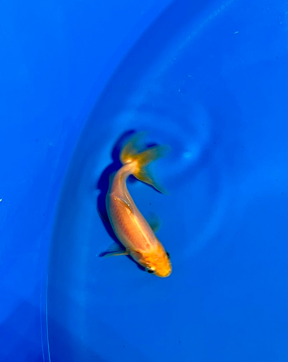 Wakin Goldfish #02 WYSIWYG – Total Aquatics Inc.