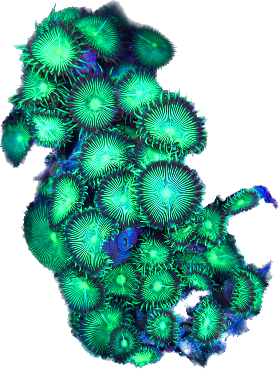 GREEN IMPLOSION PALY – WYSIWYG Per Head – Total Aquatics Inc.
