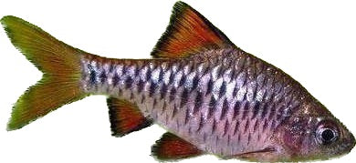 Checkered Barb – Total Aquatics Inc.