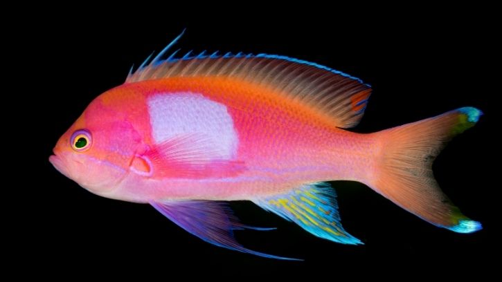 Square Back Anthia -Male – Total Aquatics Inc.